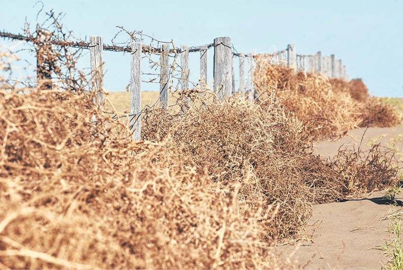 El cardo ruso dejó de ser un problema; ya es una solución