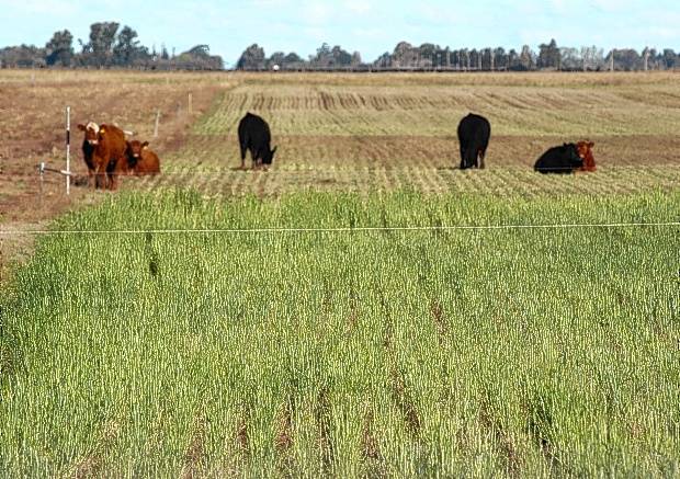Nutrir el suelo para mejorar pasturas y verdeos