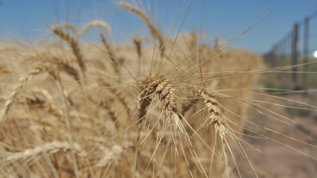 La proteína del trigo 2016/2017 cosechado en la región promedió 10,1%