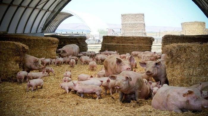 Video: un cerdo rescata a otro antes de que lo sacrifiquen