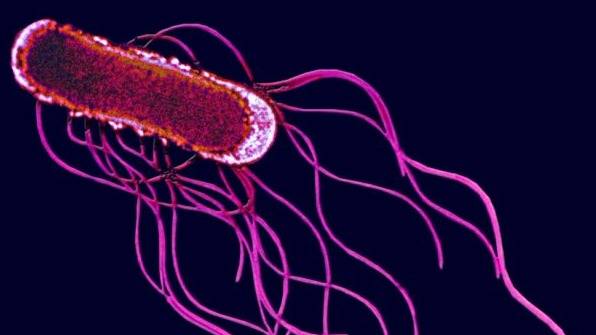 Arqueas, un tesoro microscópico que oculta el agua del lago Epecuén