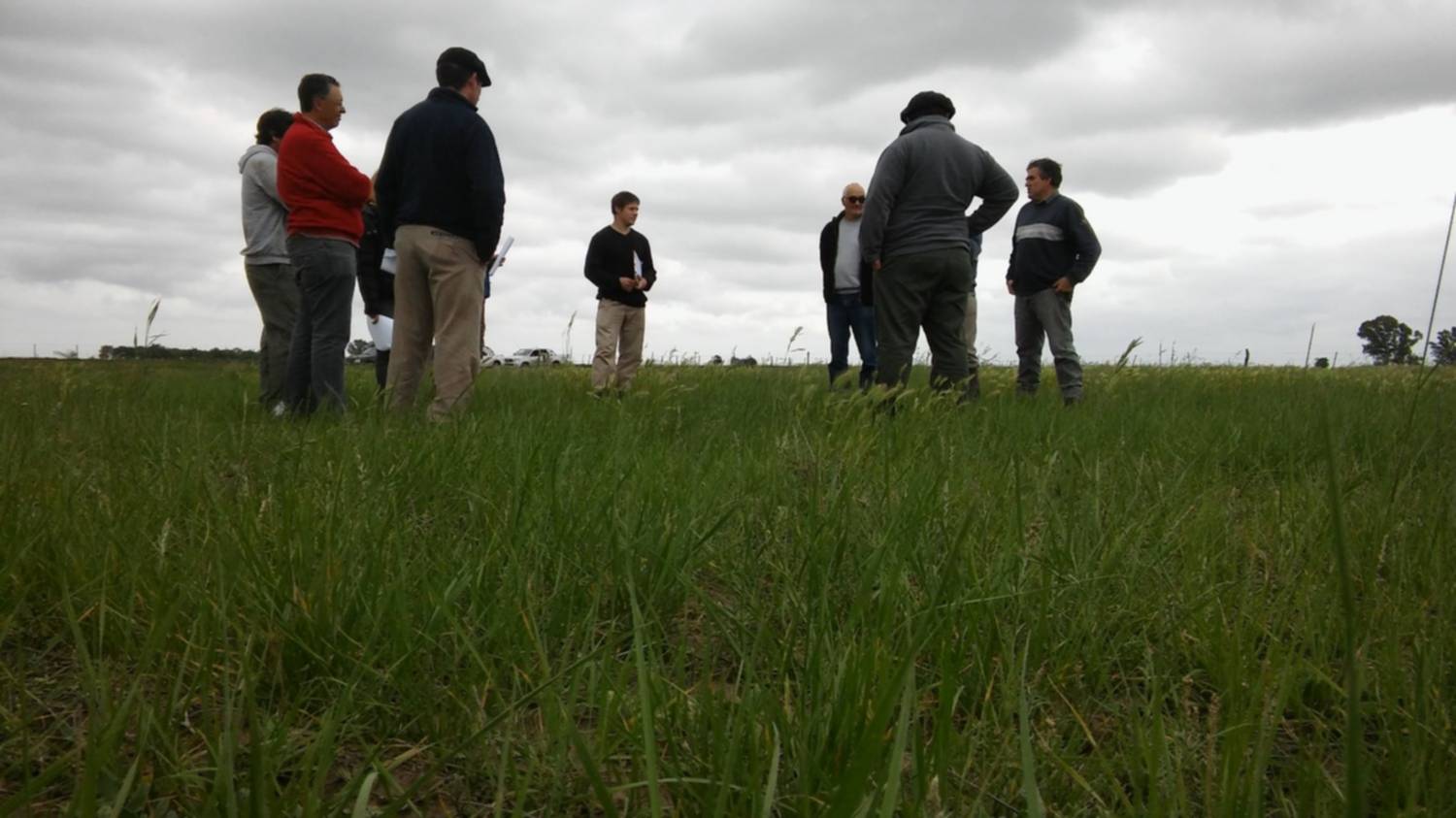 ¿Por qué el agropiro puede salvar a la ganadería del sur bonaerense?