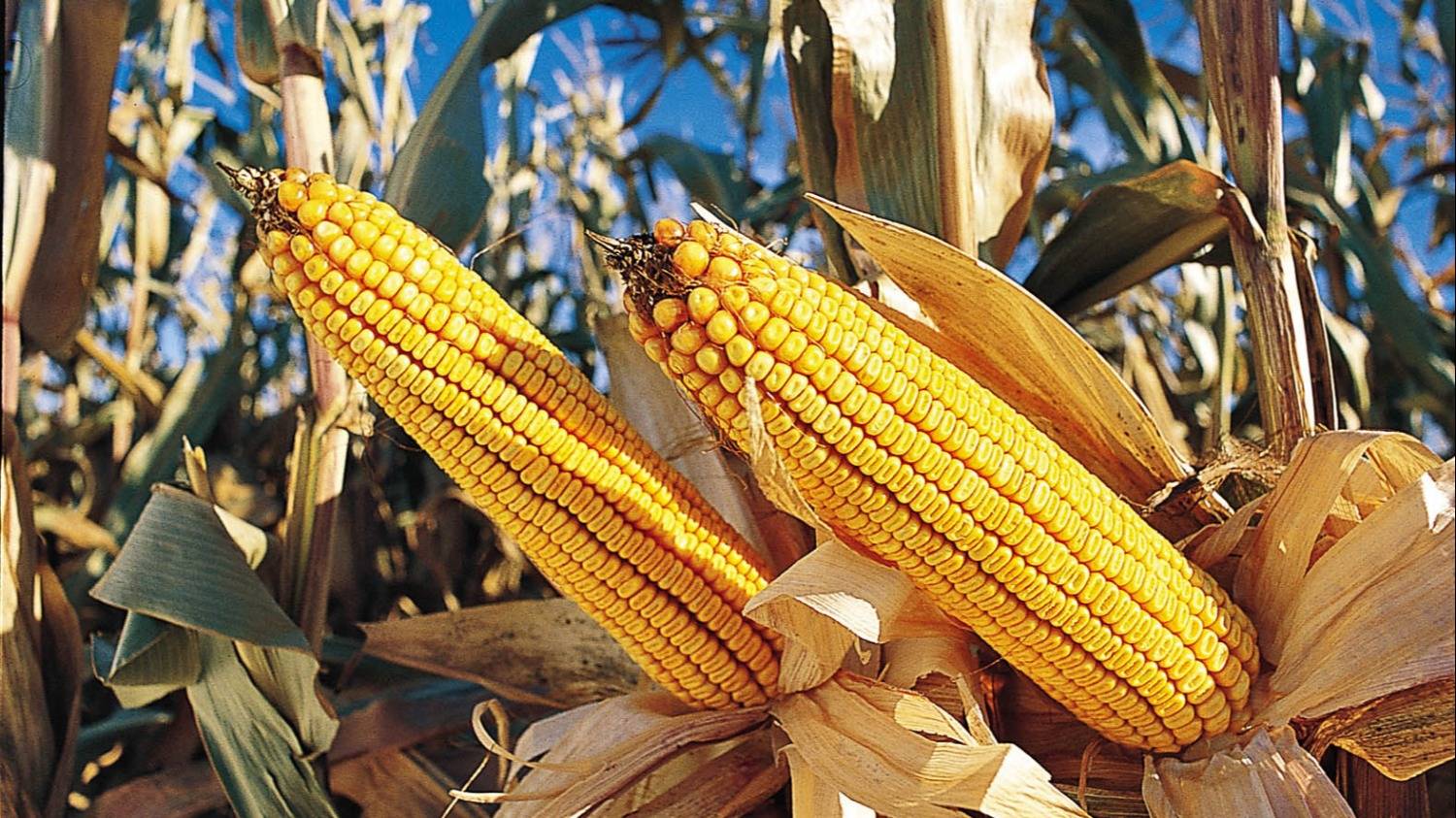 Cultivos transgénicos: cada vez más países los siembran