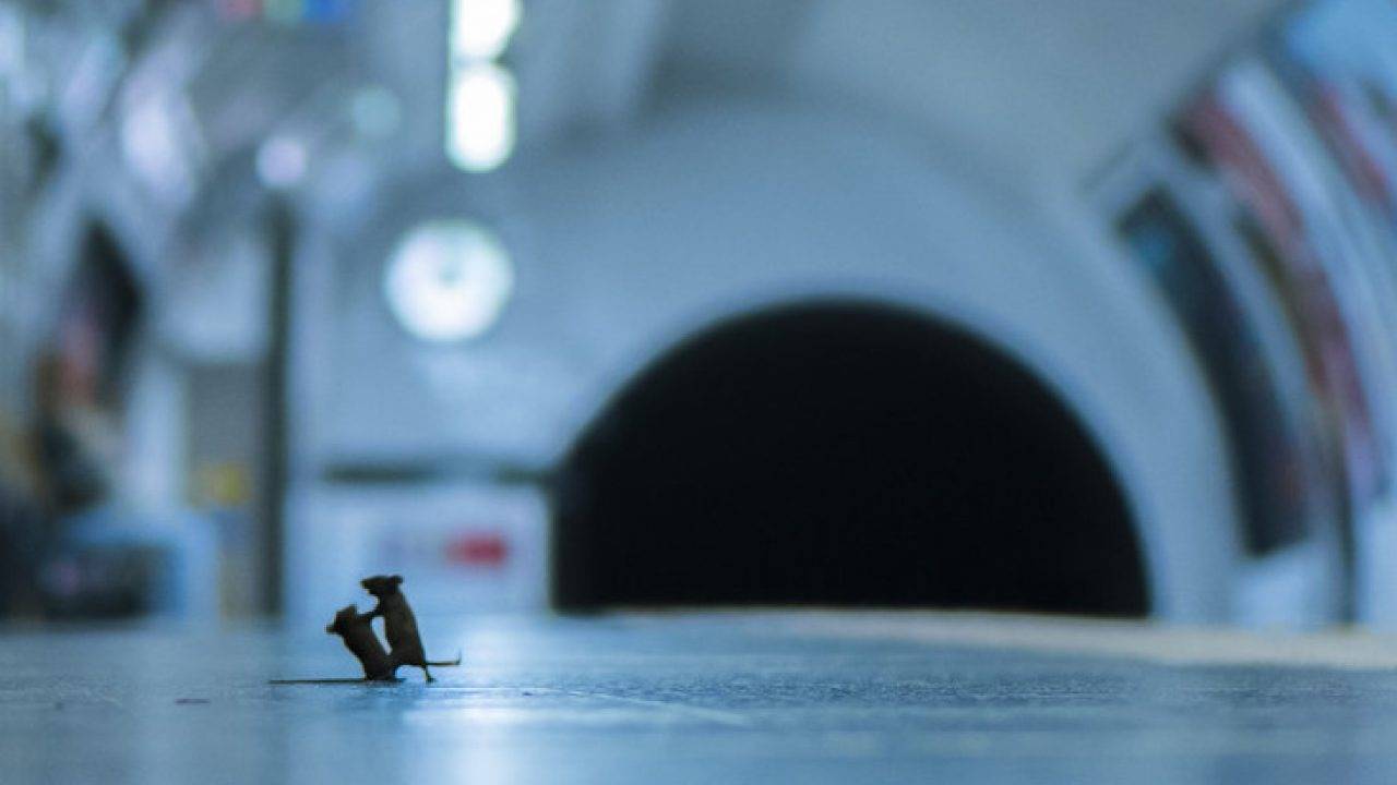 Dos ratones peleando en el subte, la mejor foto de naturaleza del año