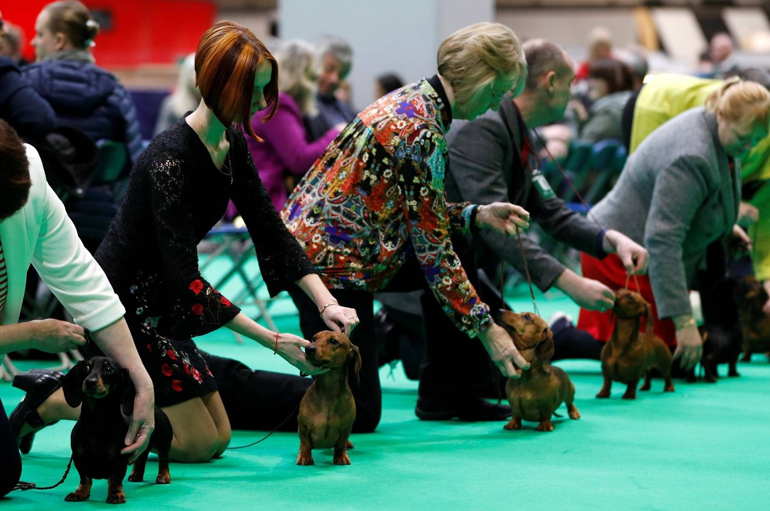 33 desopilantes imágenes del Crufts Dog Show, el concurso de perros más ...