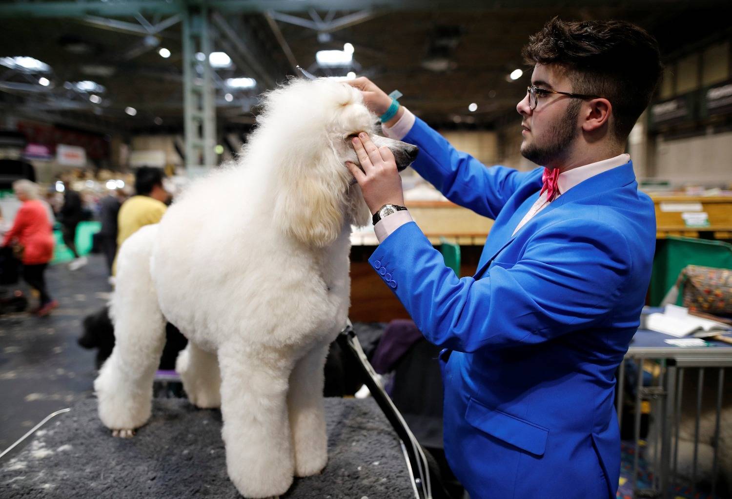 33 desopilantes imágenes del Crufts Dog Show, el concurso de perros más ...