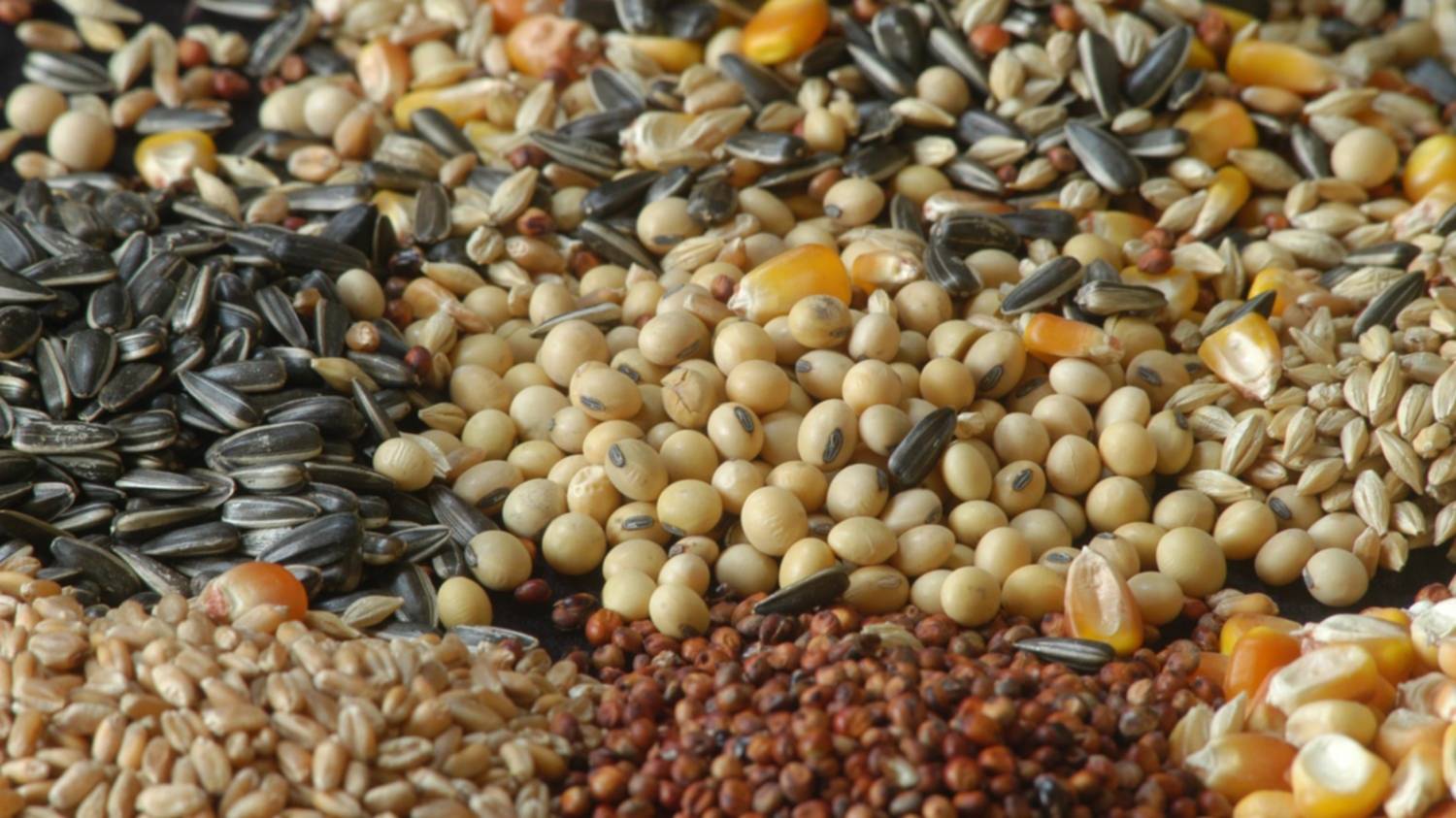 ¿A dónde van los granos que se producen en el suelo argentino?