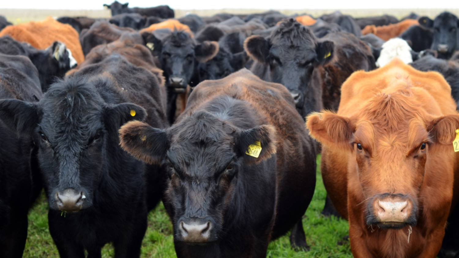 Las claves de la raza Angus para dar otro salto de calidad