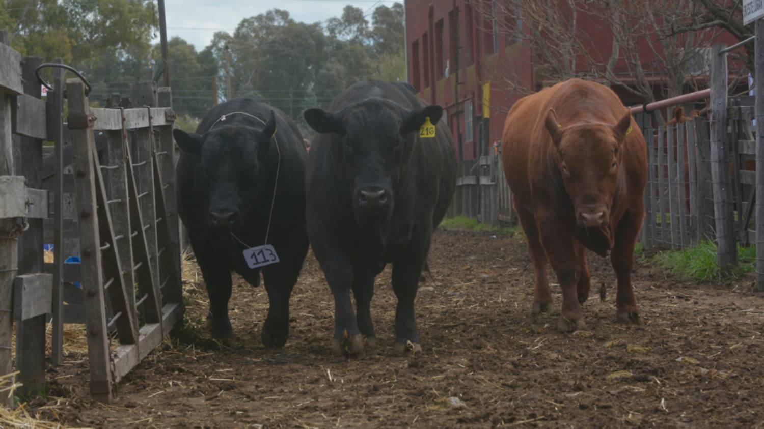 Las claves de la raza Angus para dar otro salto de calidad