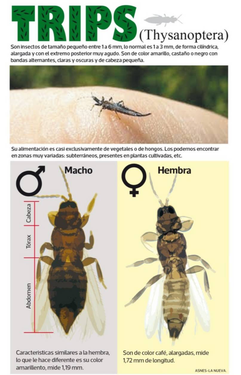 Más dudas que certezas sobre el arribo de los trips a Bahía Blanca