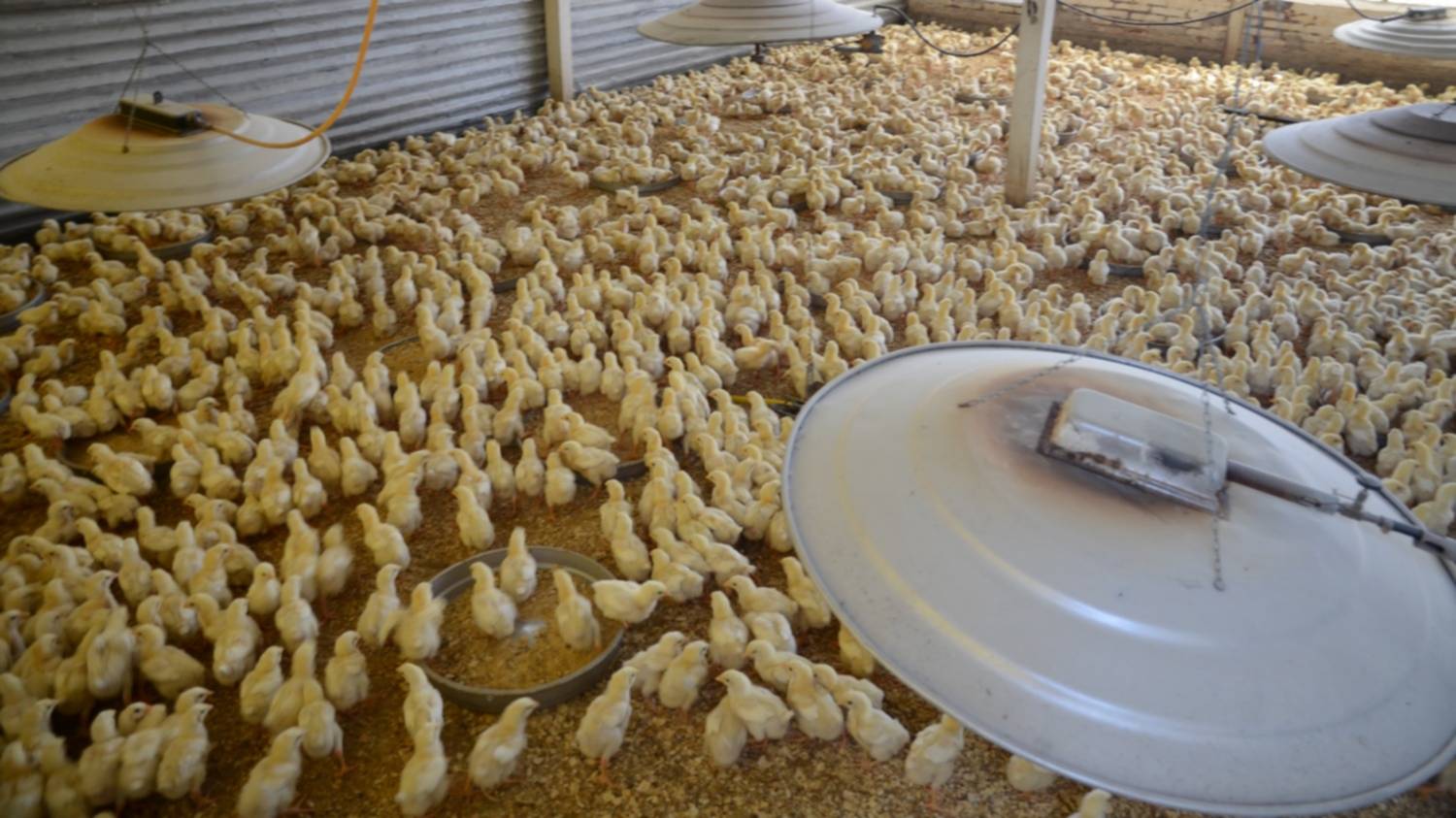 ¿Por qué hoy se producen pollos de mayor peso con menor cantidad de ...