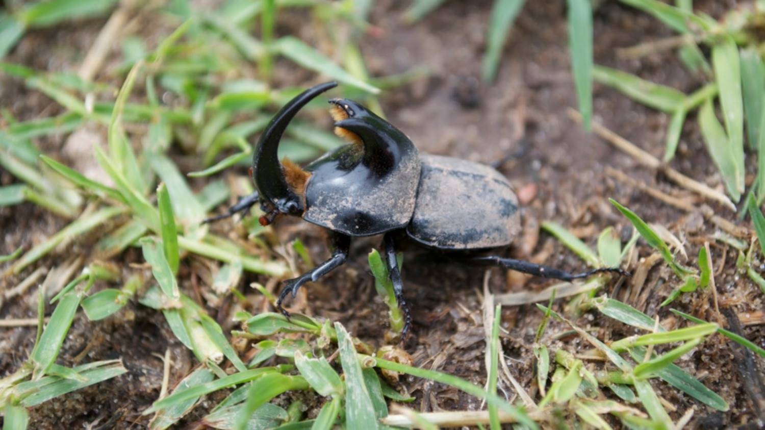 ¿Por qué el bicho torito puede poner en riesgo la siembra fina récord ...