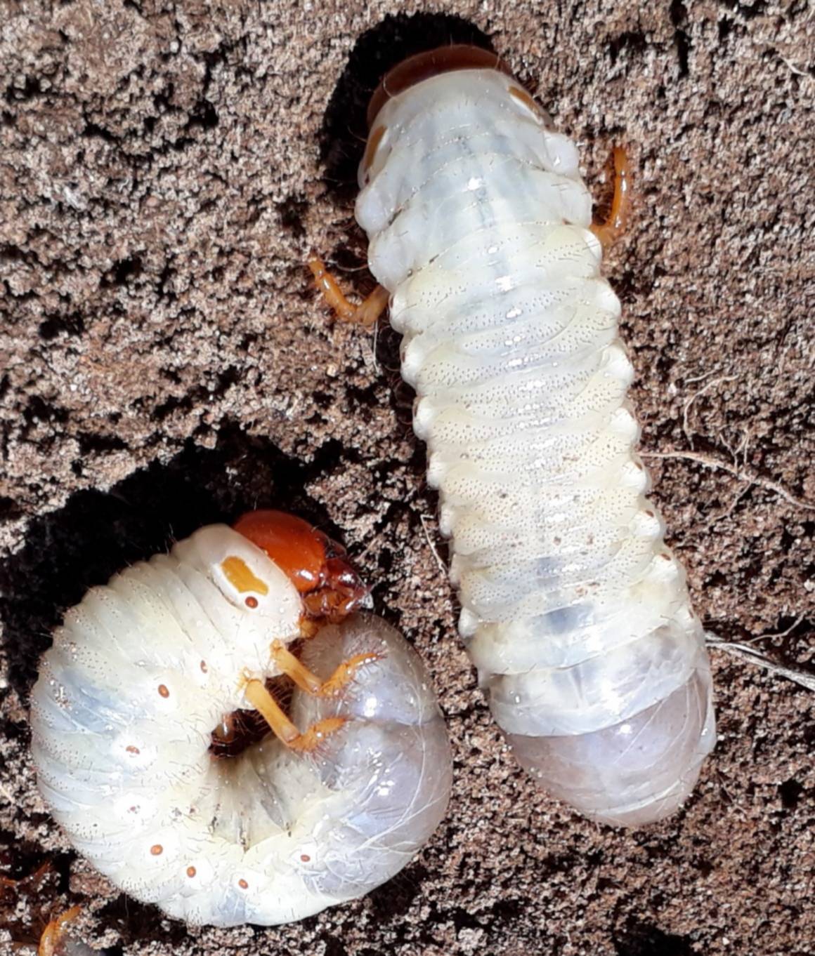 ¿Por qué el bicho torito puede poner en riesgo la siembra fina récord ...