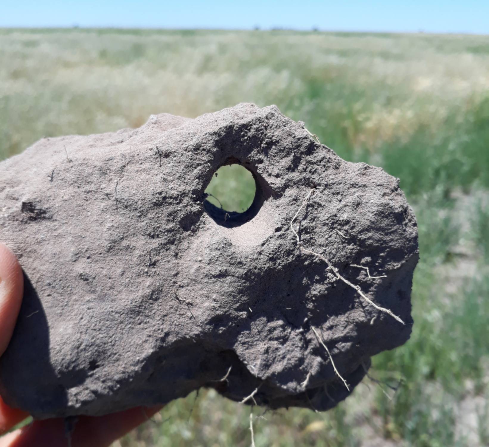 ¿Por qué el bicho torito puede poner en riesgo la siembra fina récord ...