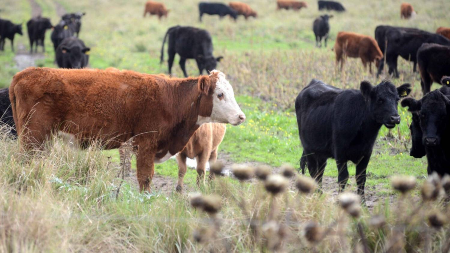 ¿Se resentirá el stock vacuno con el actual nivel de faena de hembras?