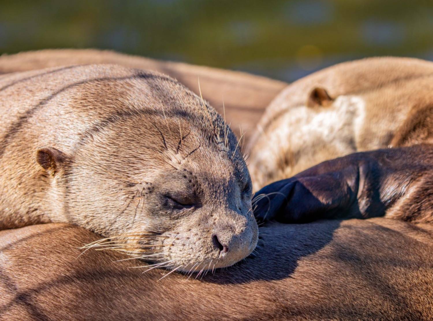 Nacen en Iberá tres ejemplares de nutria gigante que se consideraban ...