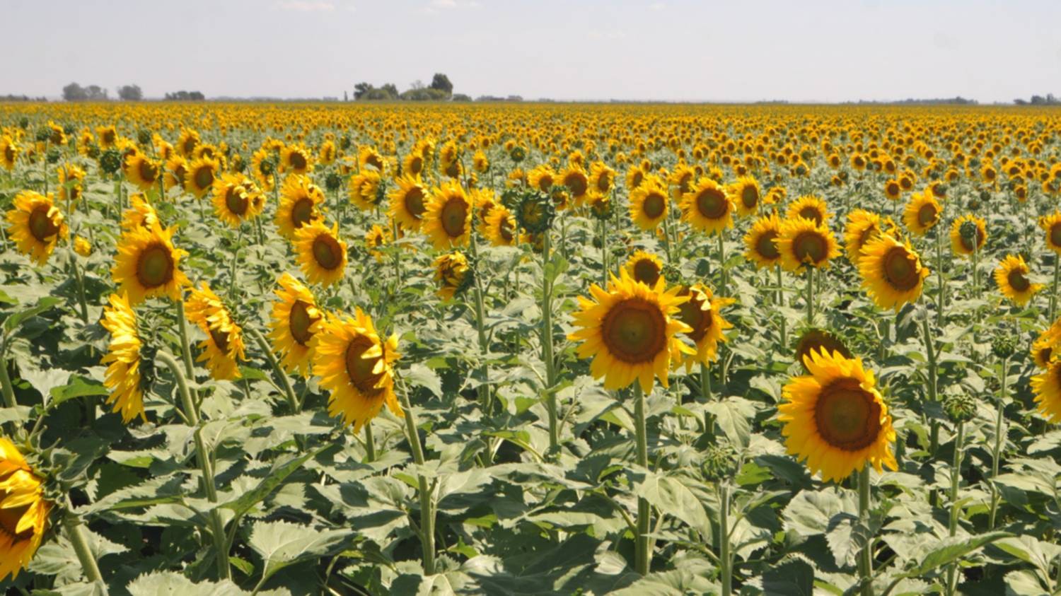 ¿Cómo sacarle provecho a la Red Nacional de Girasol?