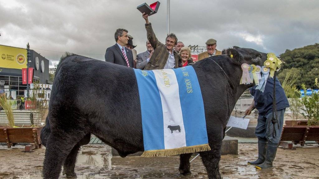 El mejor toro Angus de Palermo es de Coronel Dorrego