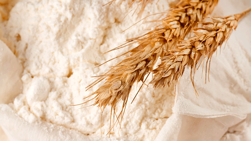 Trigo: la secretaría de Alimentos y Bioeconomía aprobó el protocolo de ...