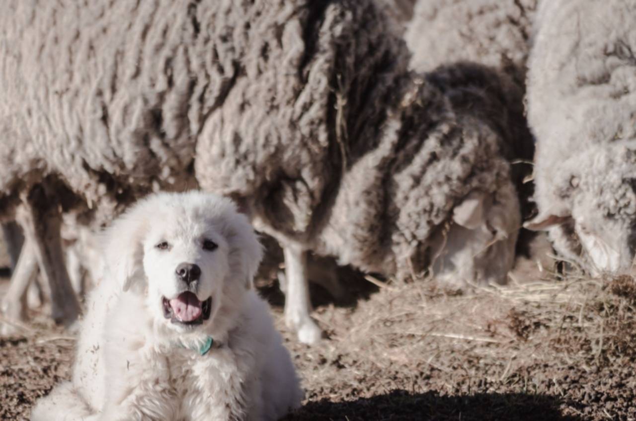 Perros protectores de ganado, una opción que se impone en la zona