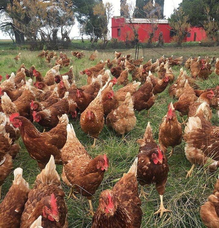 Huevos de gallinas felices: un nuevo emprendimiento bahiense