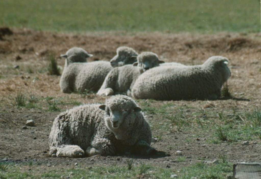 La segunda edición de la feria RUMIAR se hará en Cañuelas