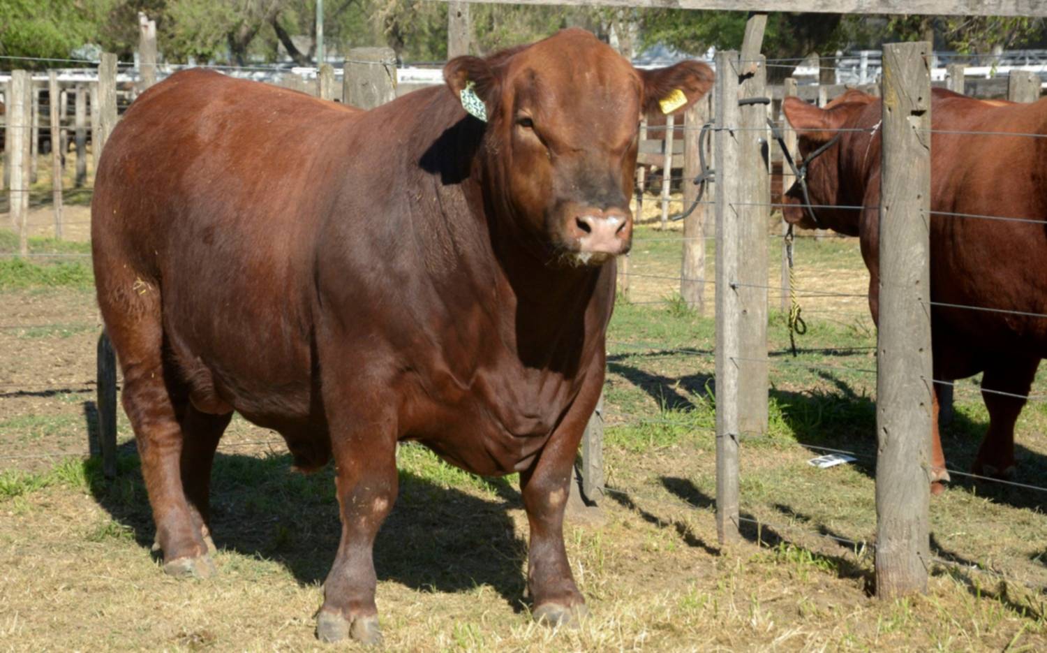 Coronel Suárez: el toro Gran Campeón de la 100ª exposición rural se ...