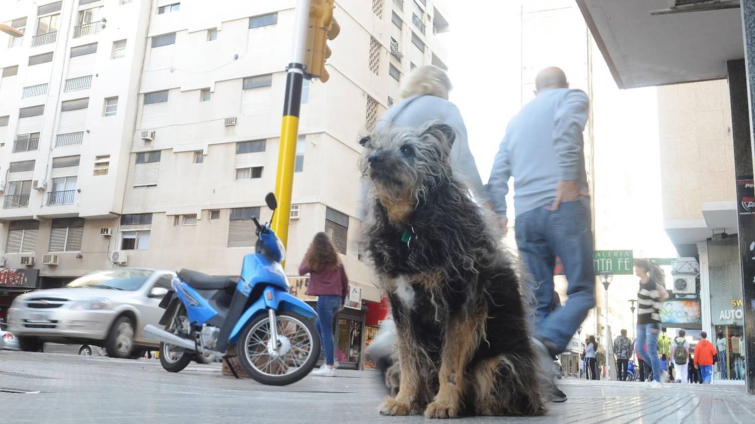 "Cachi", el perro que se ganó el afecto de todos los bahienses